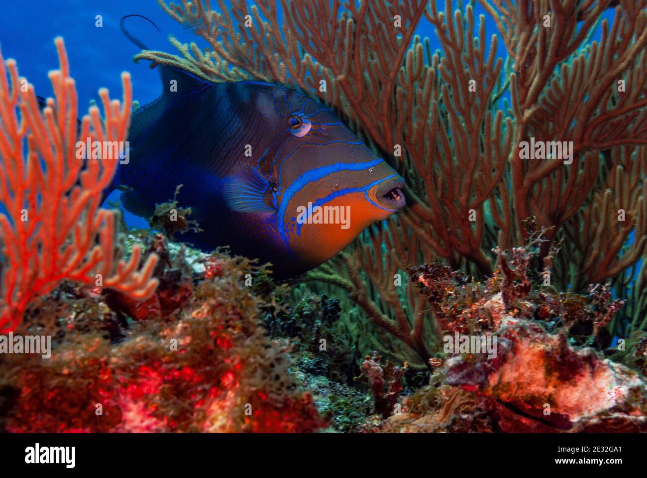 Triggerfish exotic and tropical fish species hi-res stock photography ...
