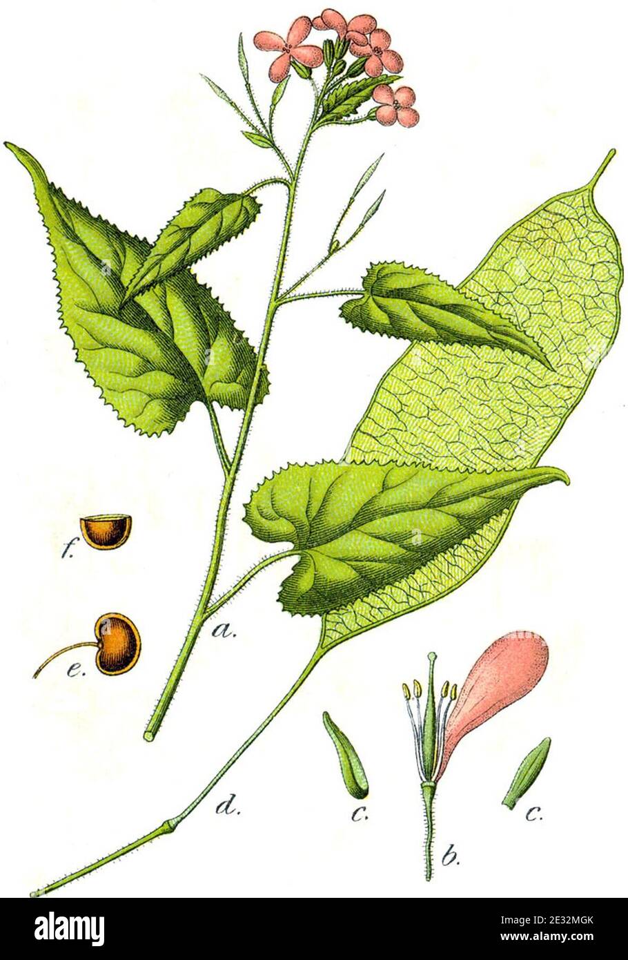 Rediviva Cut Out Stock Images & Pictures - Alamy