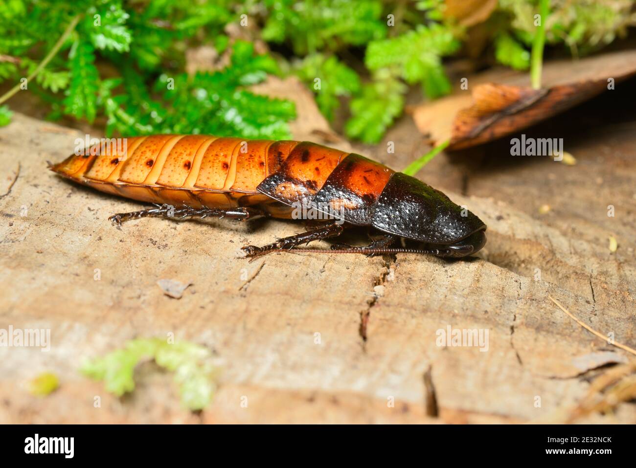 Largest cockroach species hi-res stock photography and images - Alamy