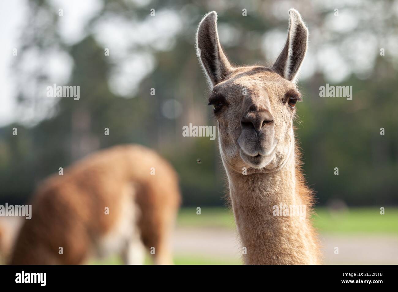 Portrait of a brown llama with a very long neck Stock Photo - Alamy