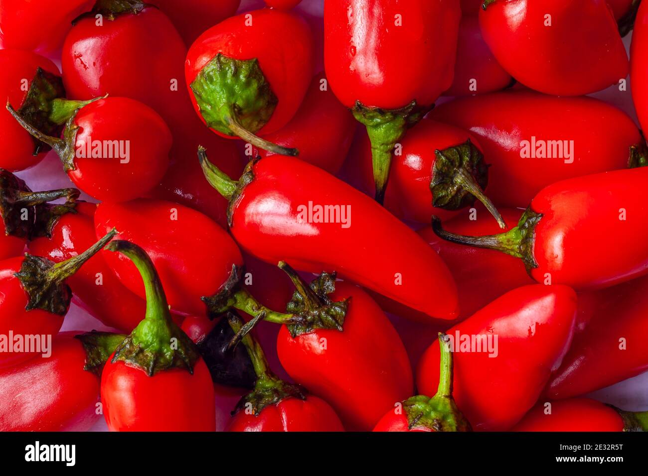 small bell pepper also known as sweet pepper, pepper or capsicum Stock ...