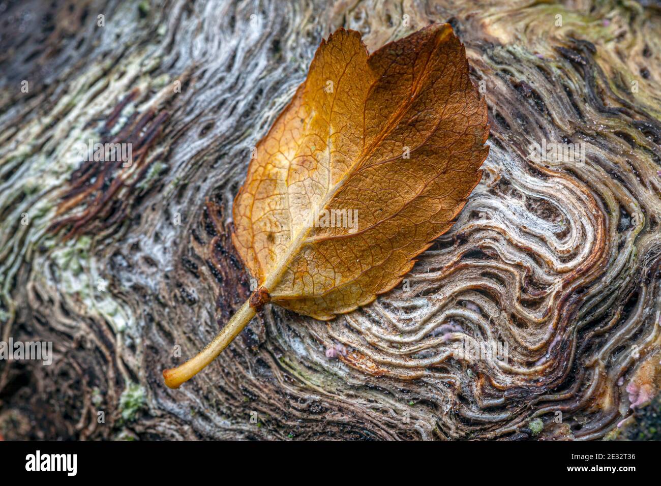 Very old log in forext in closeup Stock Photo - Alamy