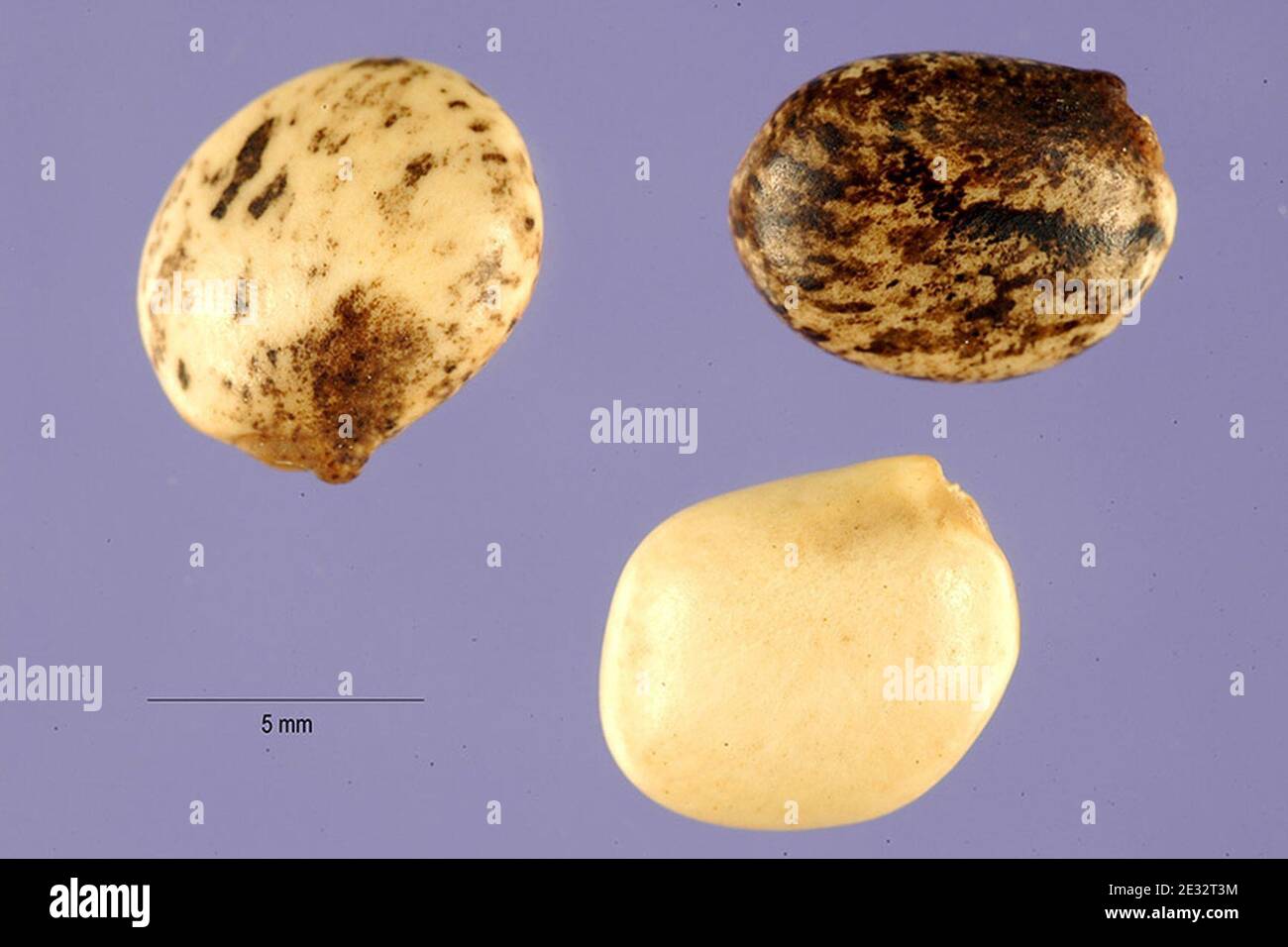 Lupinus mutabilis seeds Stock Photo - Alamy