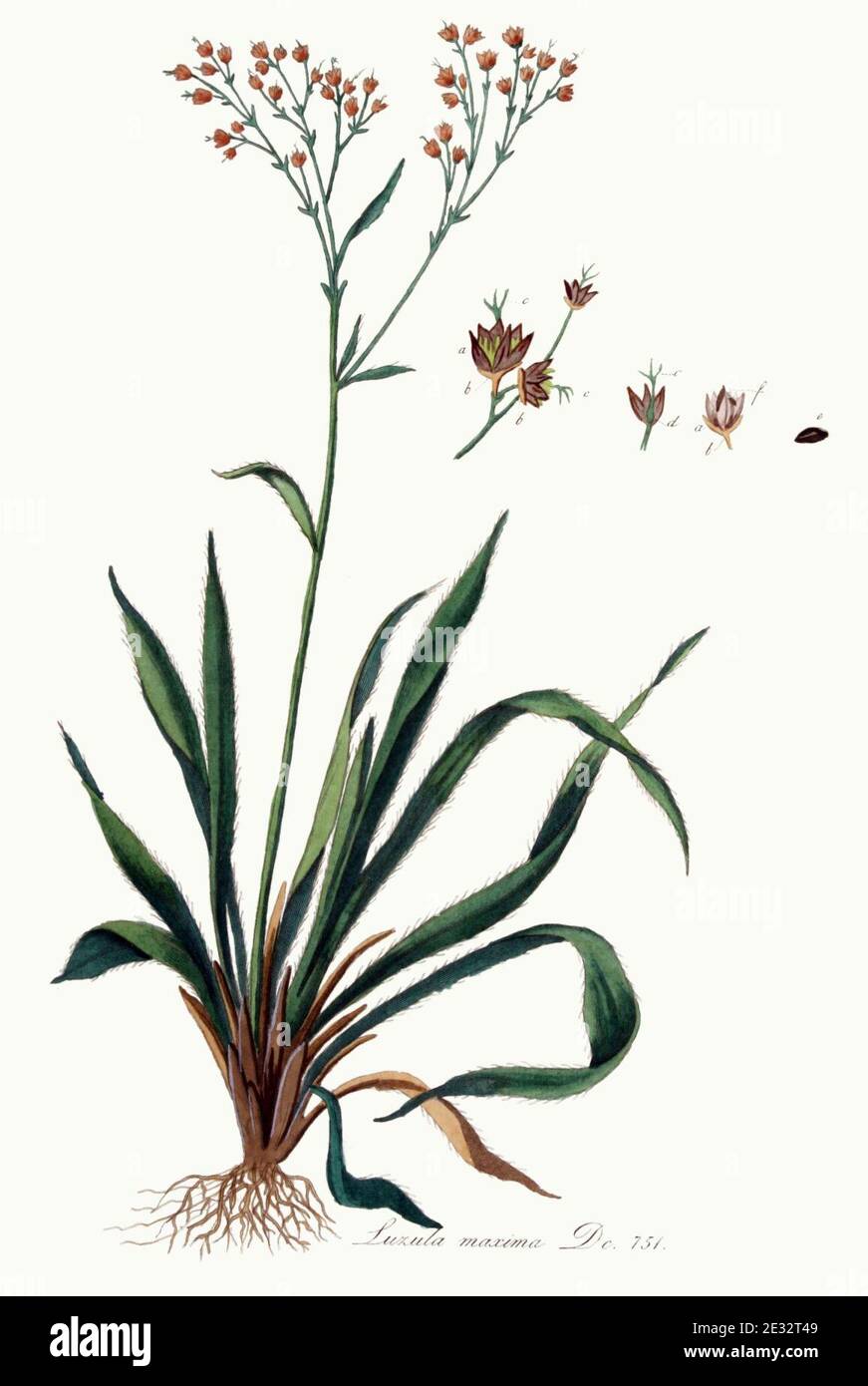 Luzula maxima — Flora Batava — Volume v10 Stock Photo - Alamy