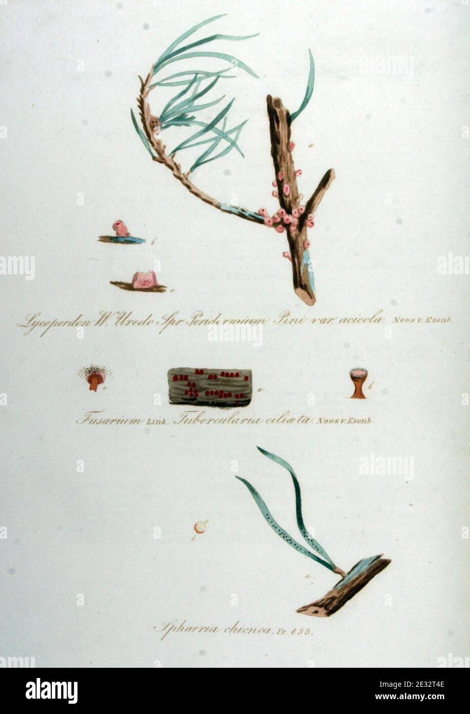 Uredo hi-res stock photography and images - Alamy