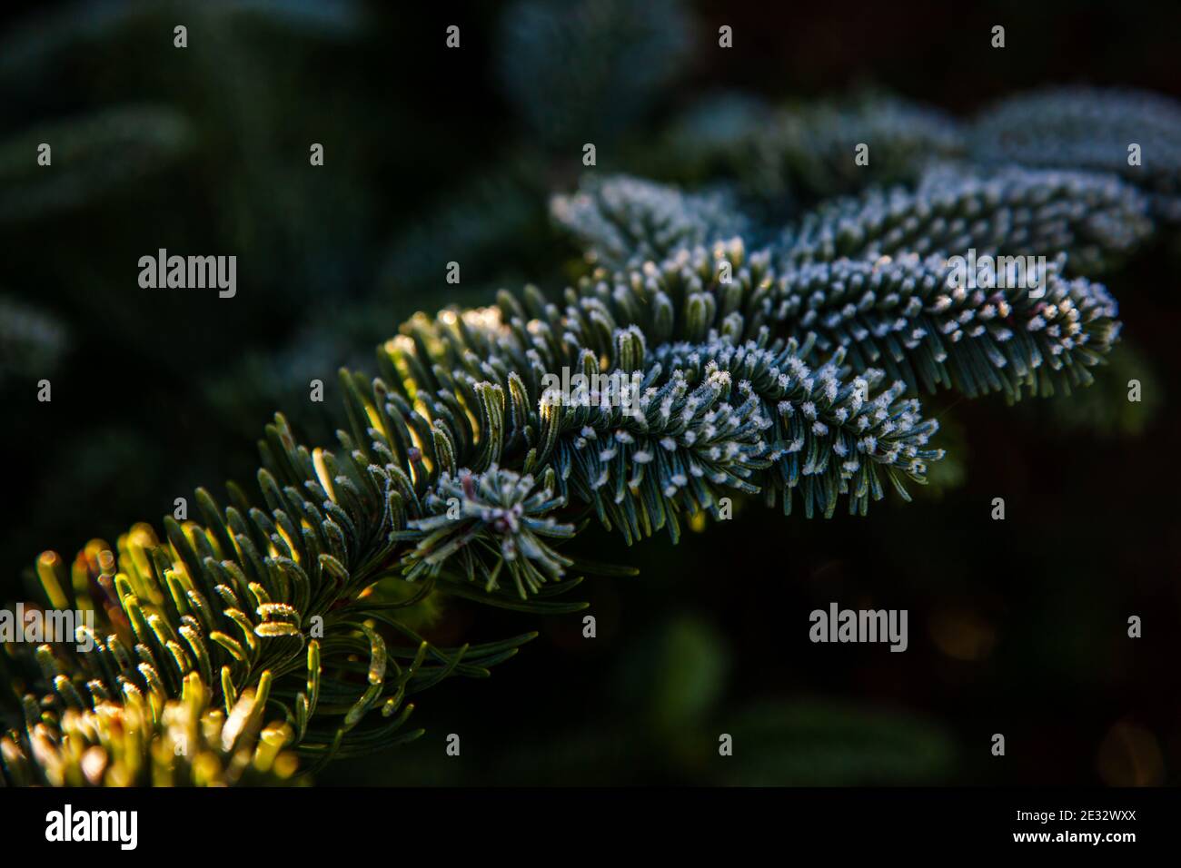 Icey tree hi-res stock photography and images - Alamy