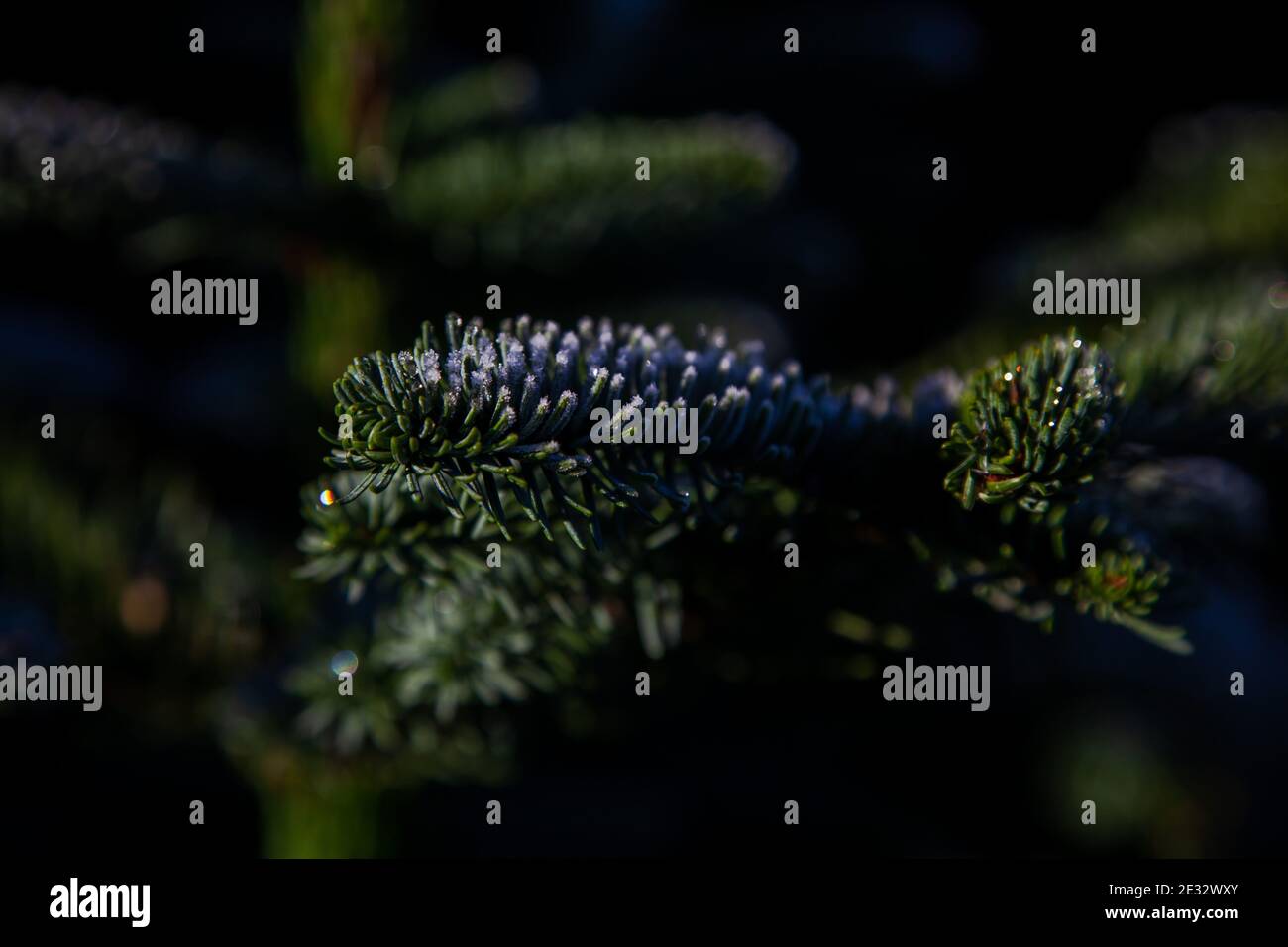 Icey tree hi-res stock photography and images - Alamy
