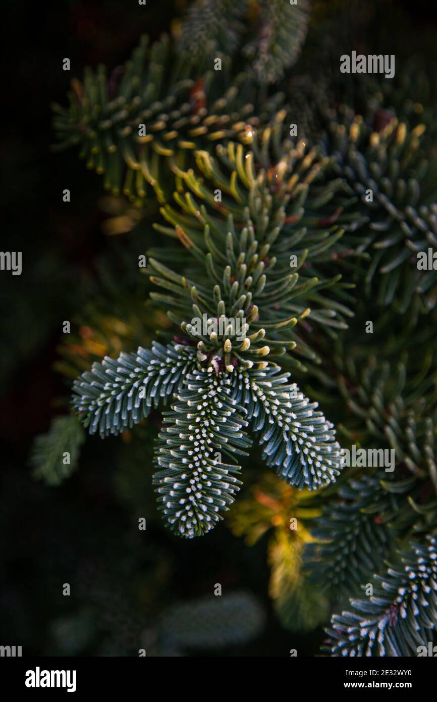 Icey tree hi-res stock photography and images - Alamy