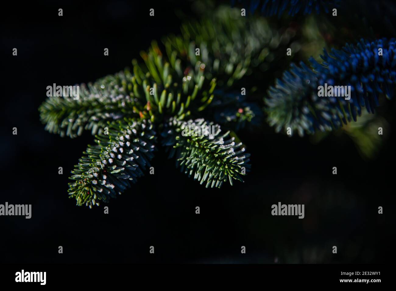 Icey tree hi-res stock photography and images - Alamy