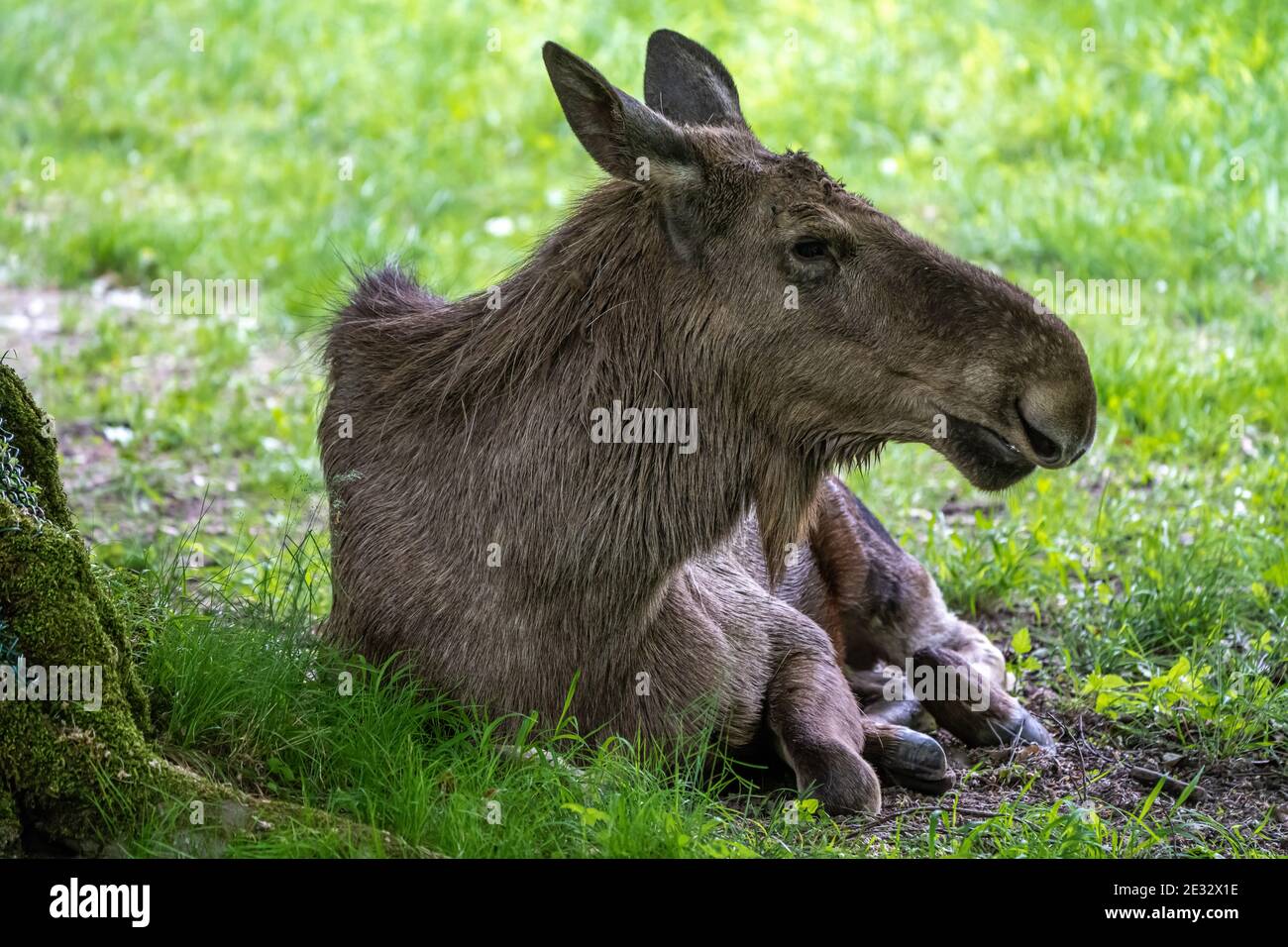 European Moose, Alces alces, also known as the elk. Wild life animal ...