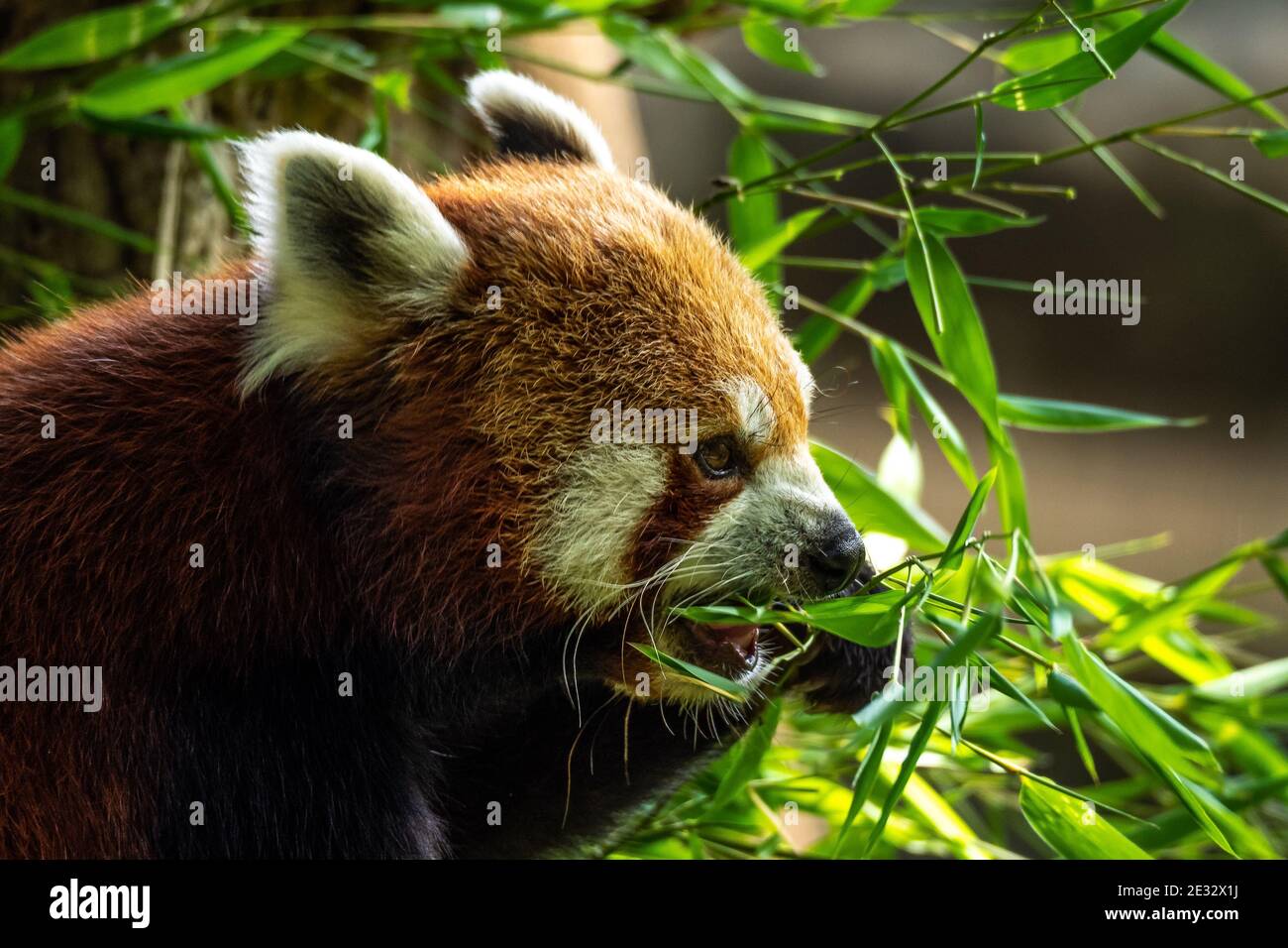 The red panda, Ailurus fulgens, also called the lesser panda and the ...