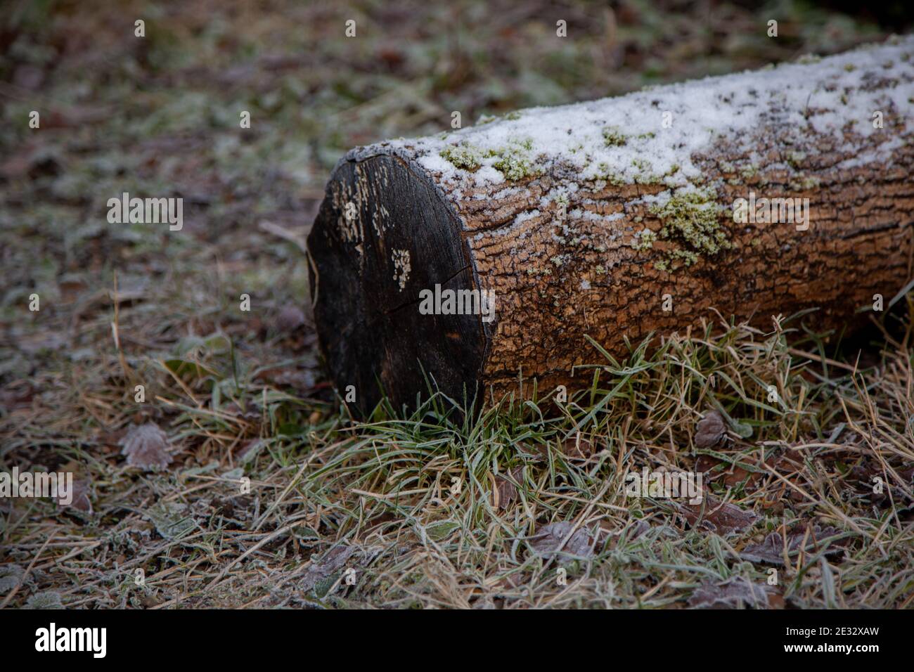 Frosty log hi-res stock photography and images - Alamy