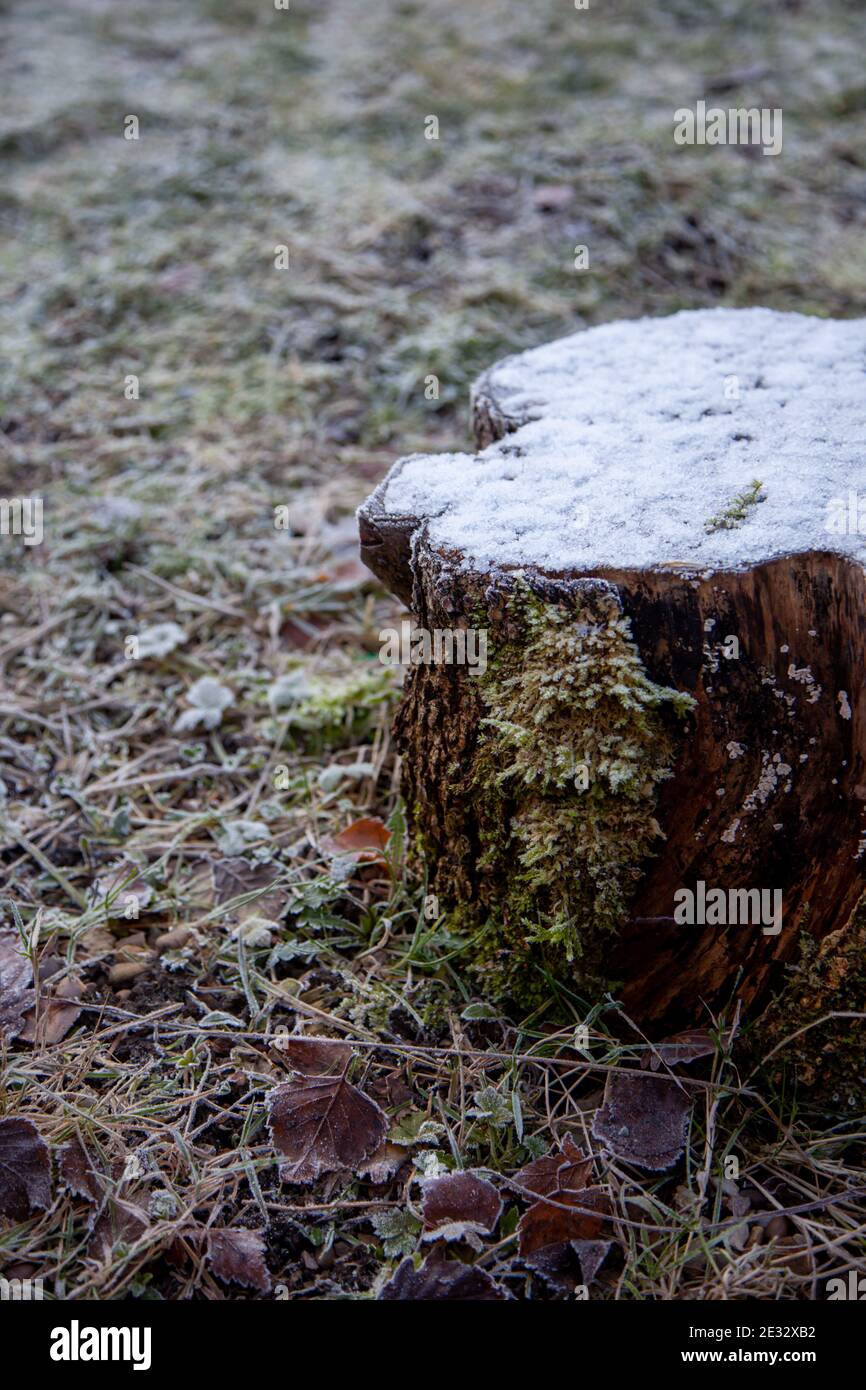 Frosty morning garden hi-res stock photography and images - Alamy