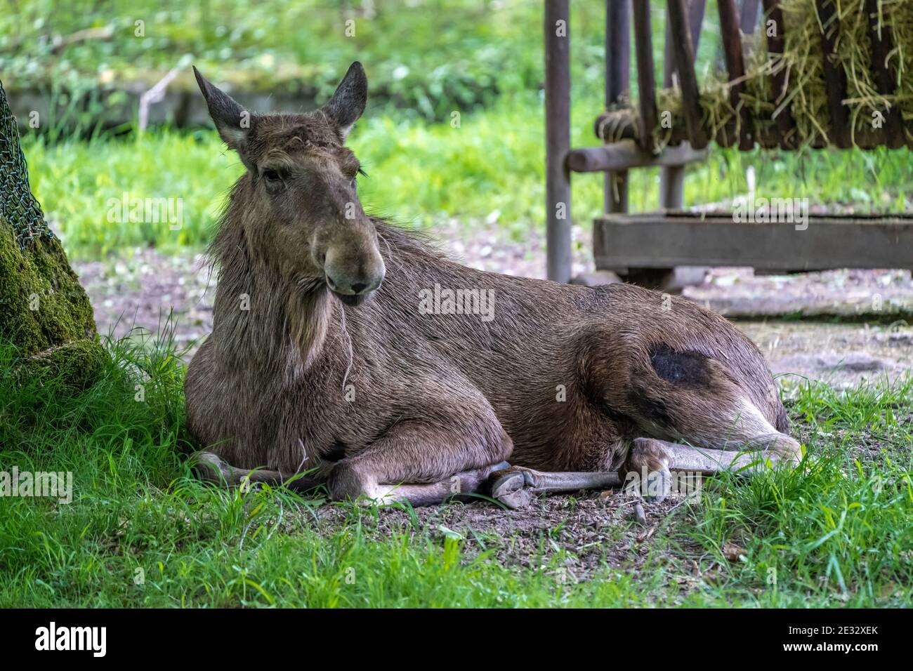 European Moose, Alces alces, also known as the elk. Wild life animal ...