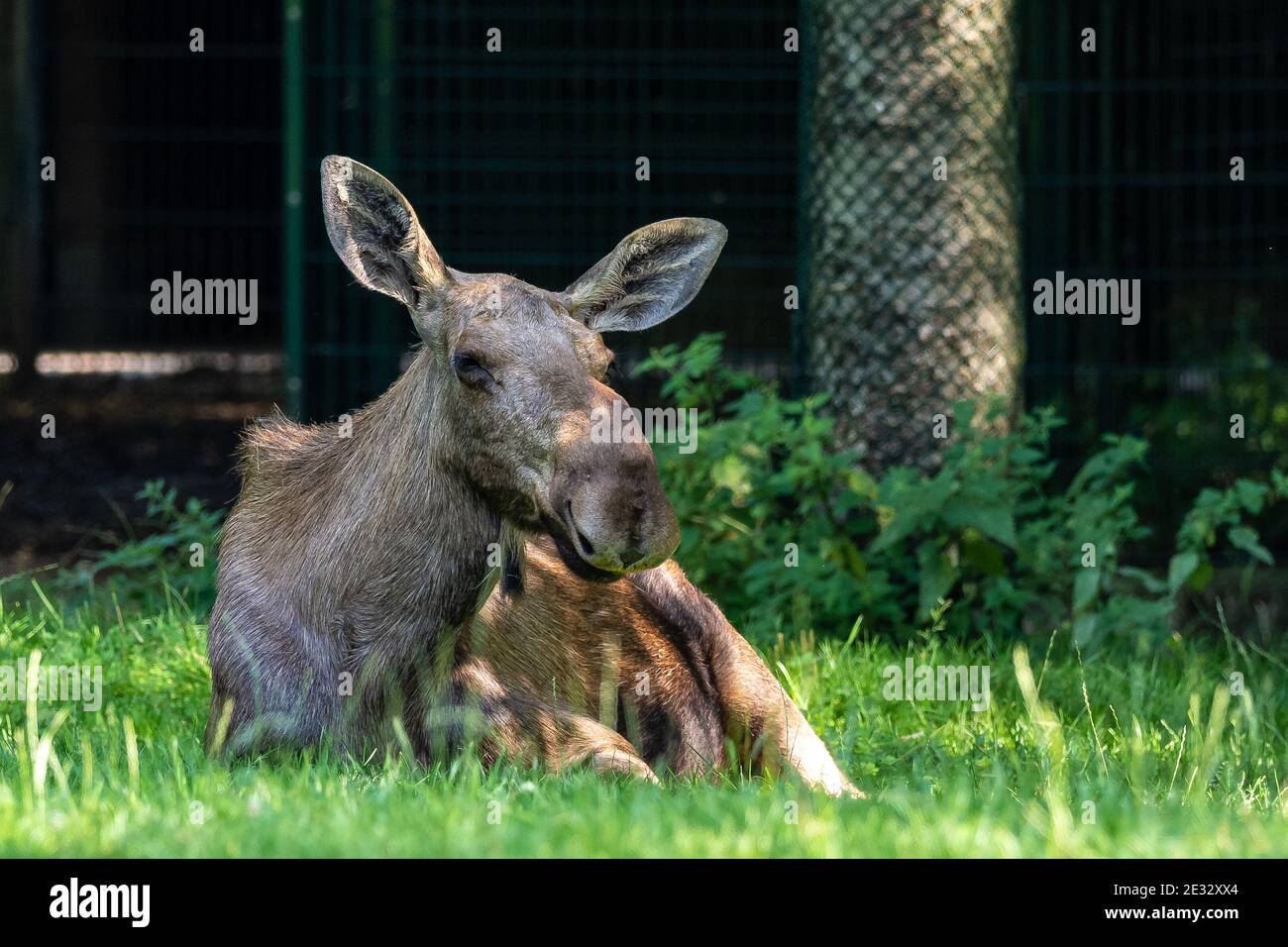European Moose, Alces alces, also known as the elk. Wild life animal ...