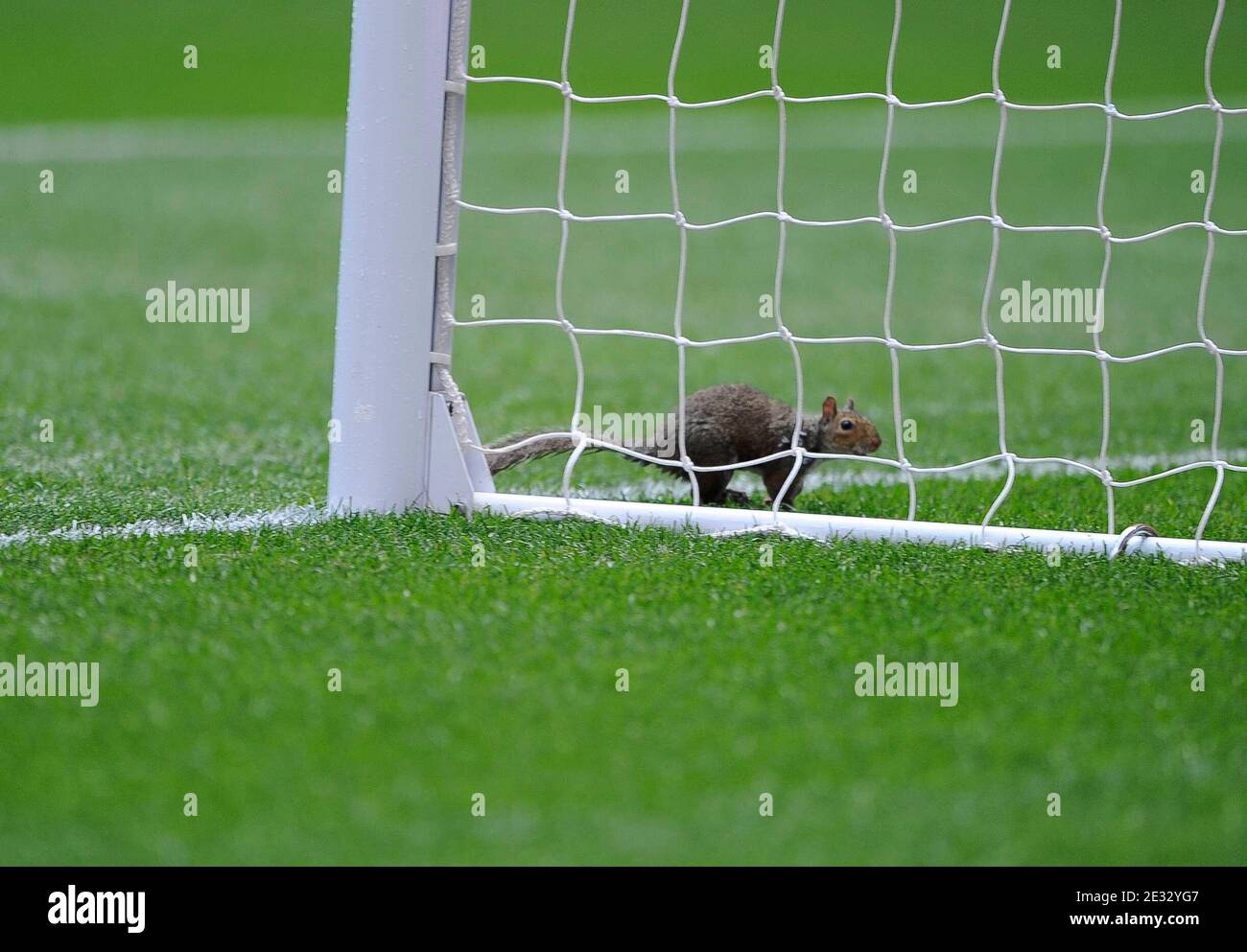 A squirrel runs the field during the Community Shield 2010 Soccer match ...