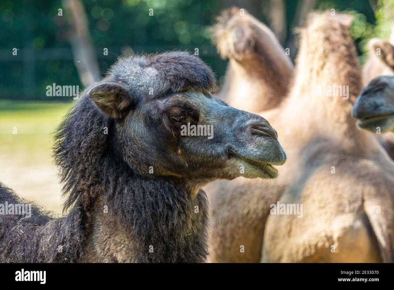 The Bactrian camels, Camelus bactrianus is a large, even-toed ungulate ...