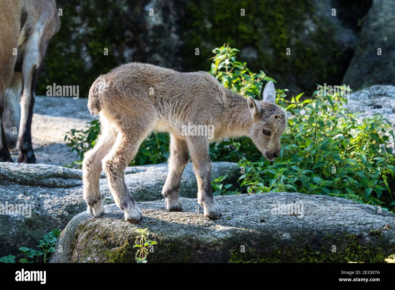 Young baby mountain ibex - capra ibex in the zoo Stock Photo - Alamy