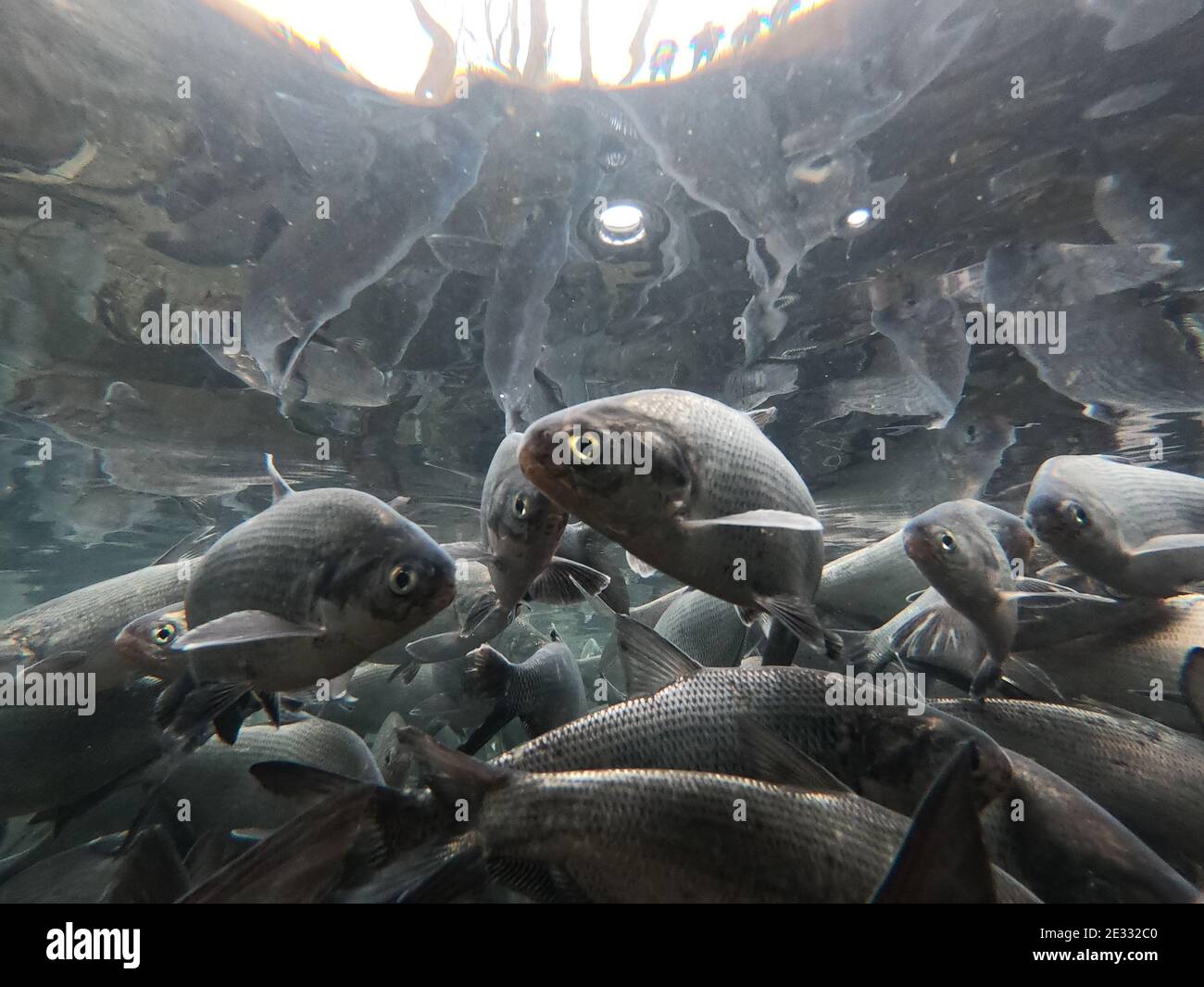 Shad fish underwater hi-res stock photography and images - Alamy