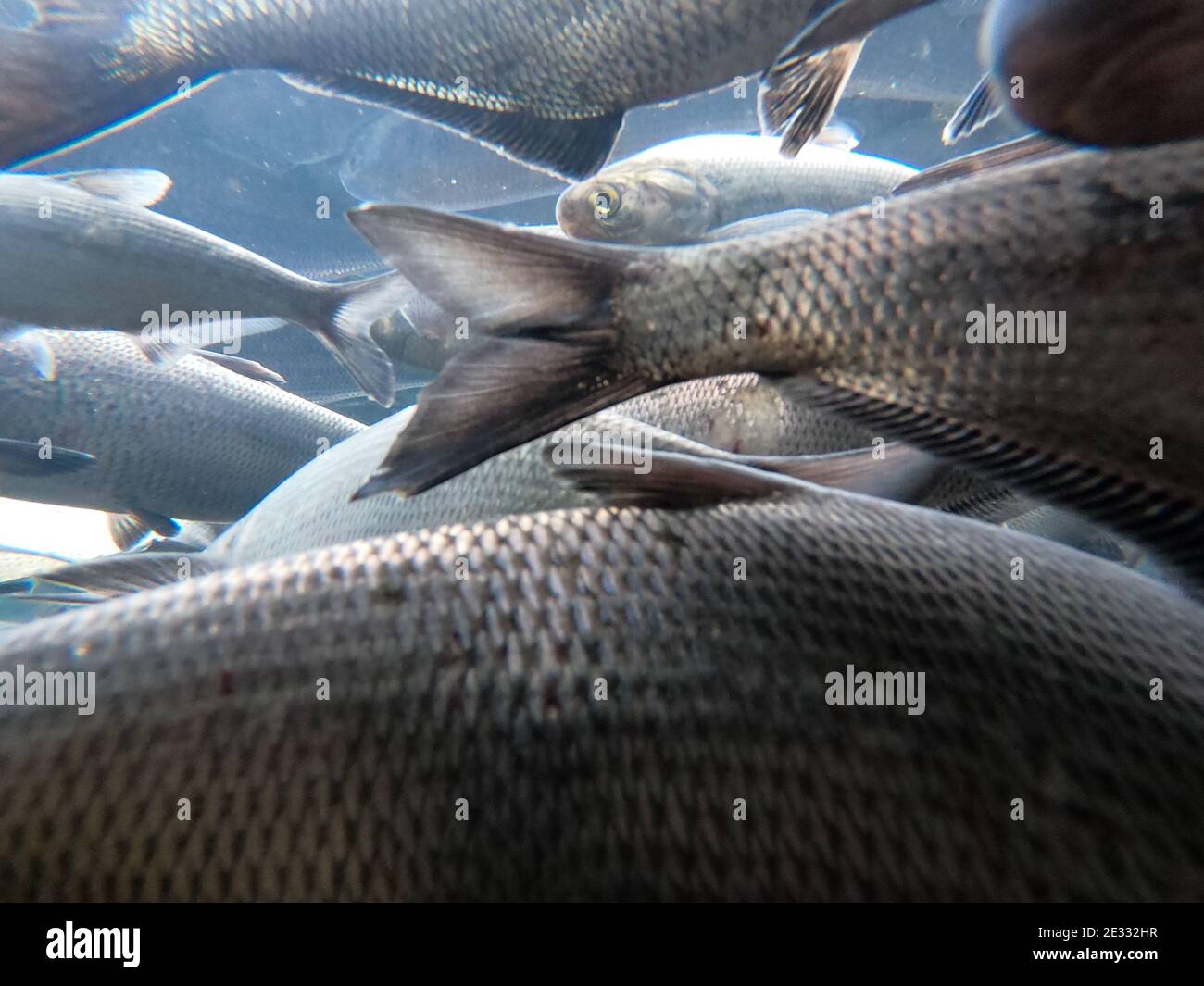 Shad fish underwater hi-res stock photography and images - Alamy