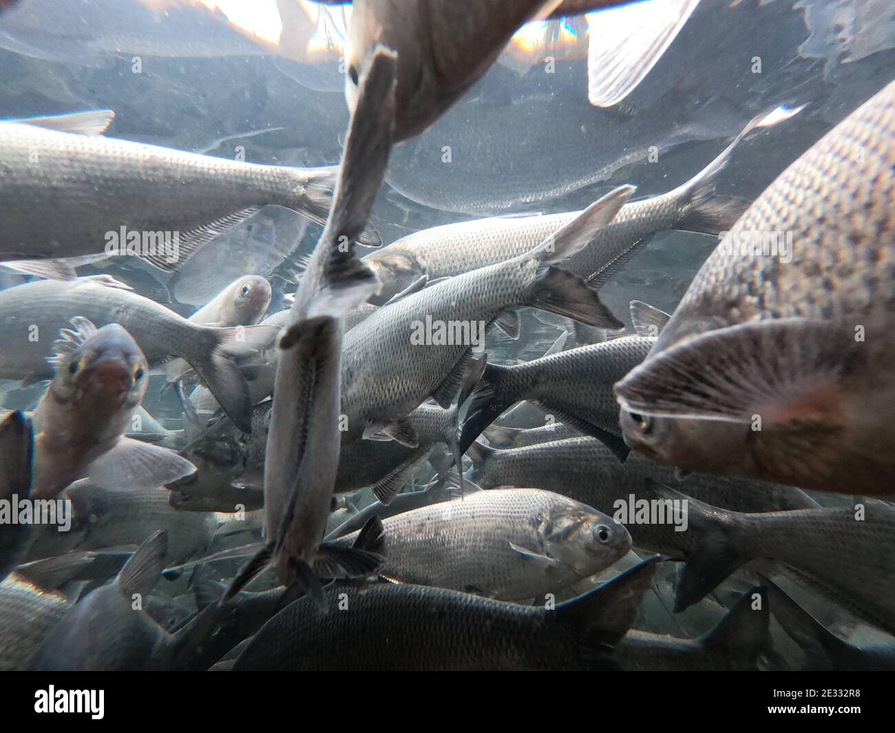 Shad fish underwater hi-res stock photography and images - Alamy