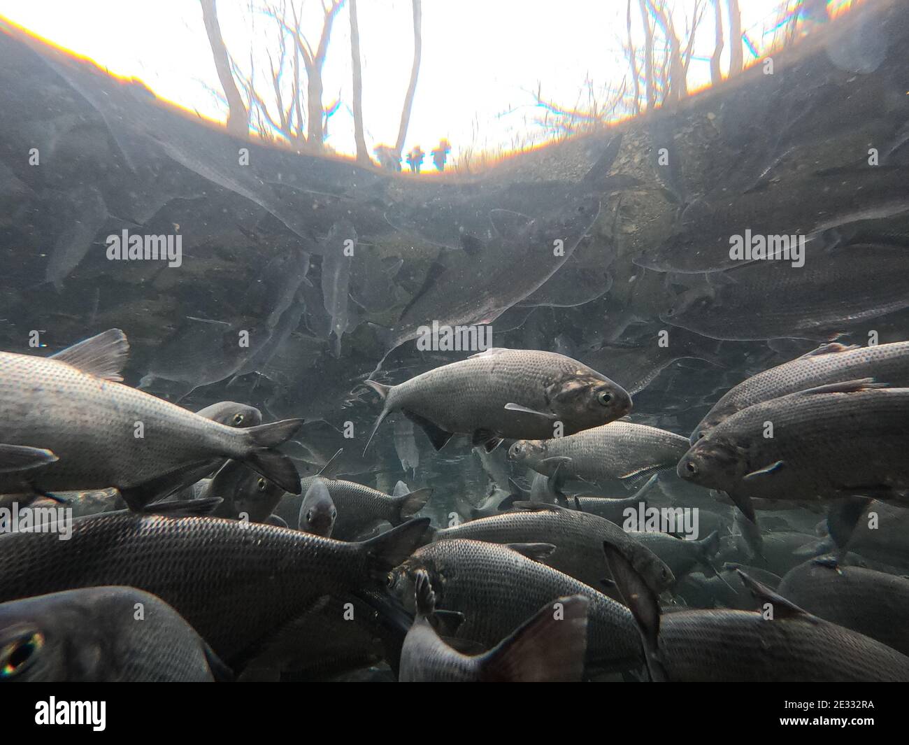 Shad fish underwater hi-res stock photography and images - Alamy