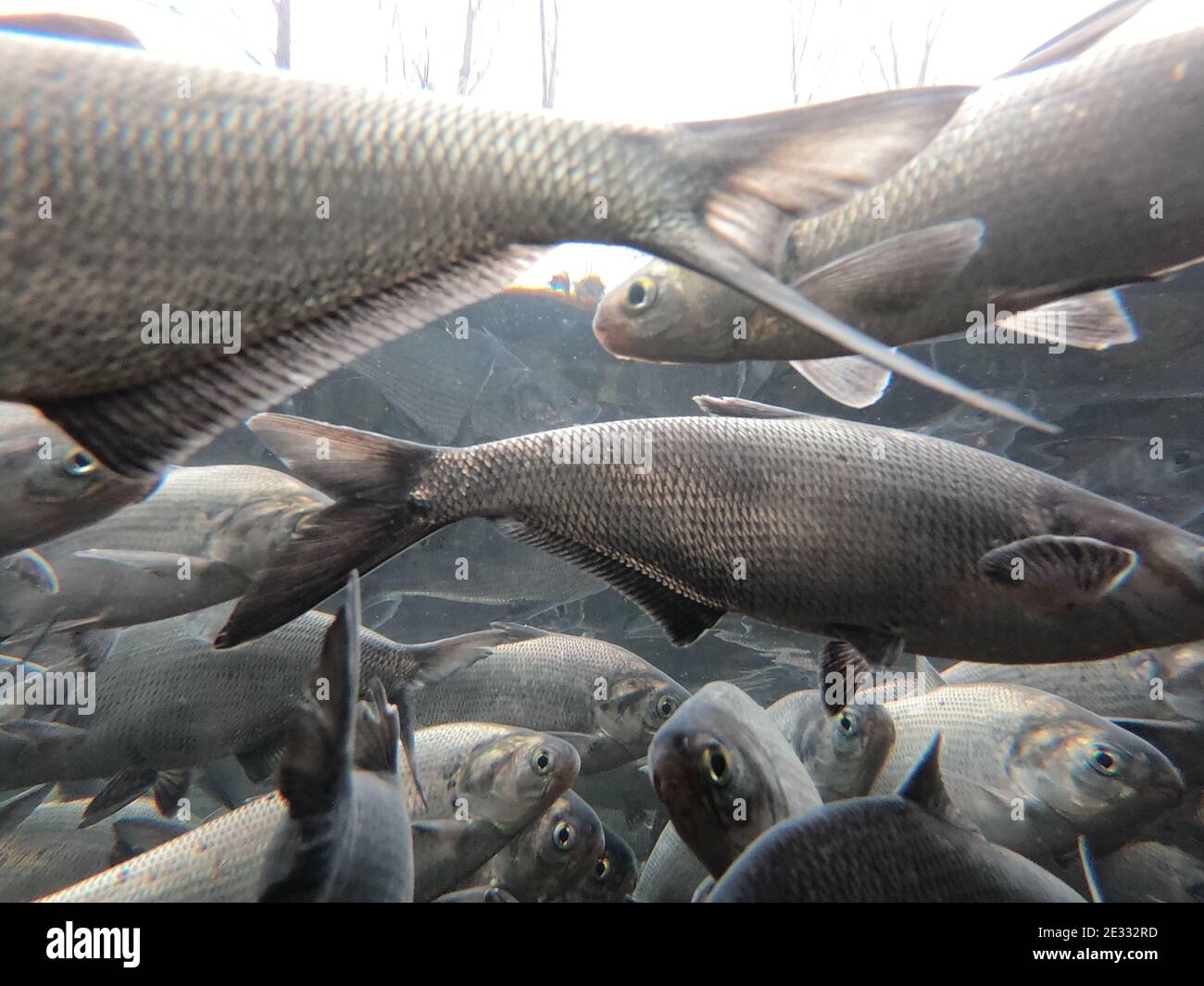 Shad fish underwater hi-res stock photography and images - Alamy
