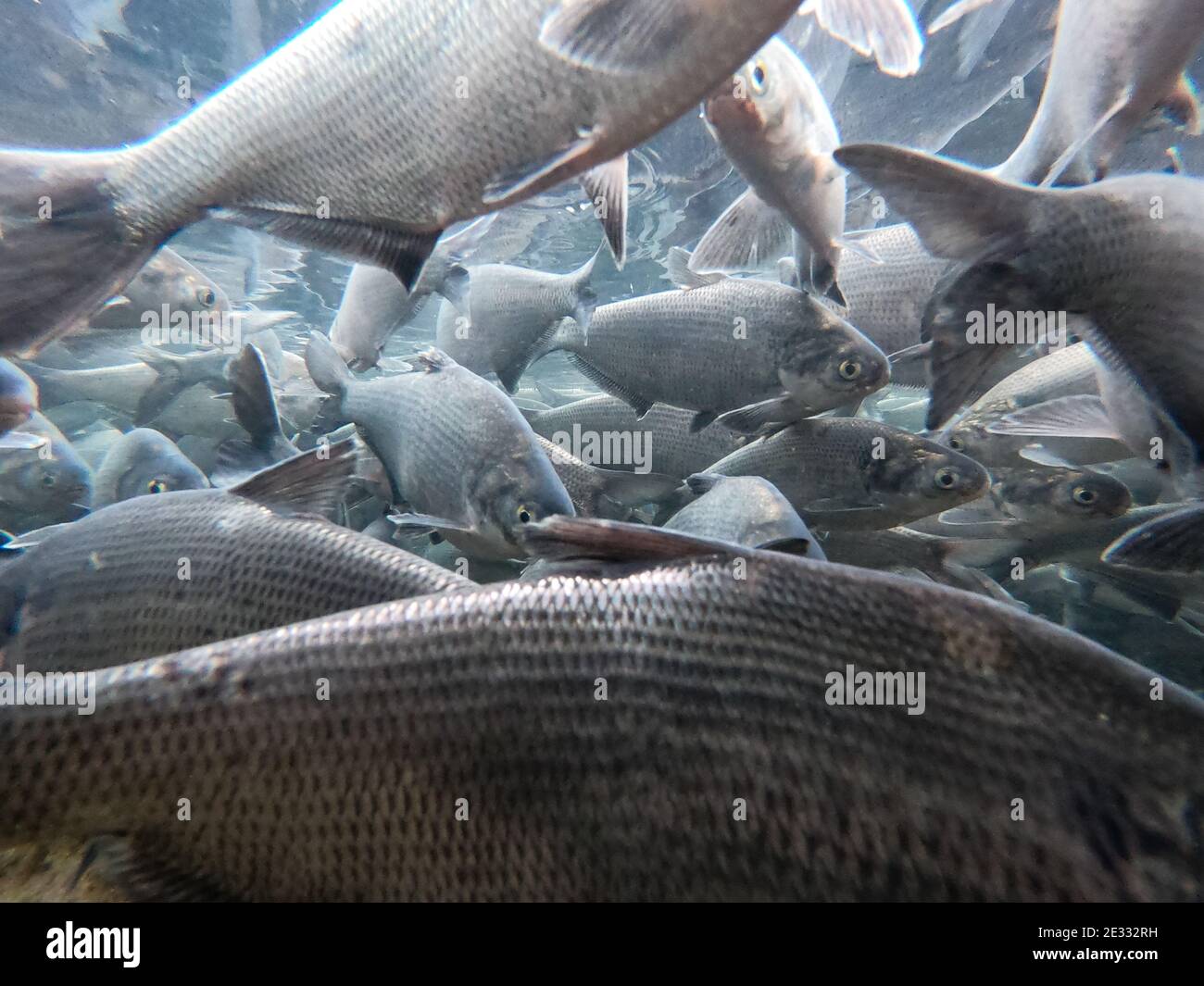 Shad fish underwater hi-res stock photography and images - Alamy