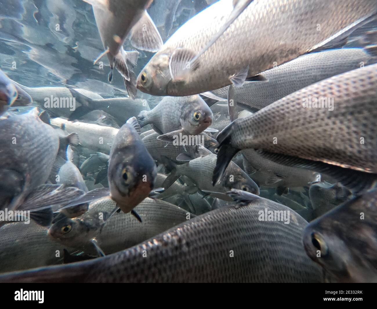 Shad fish underwater hi-res stock photography and images - Alamy