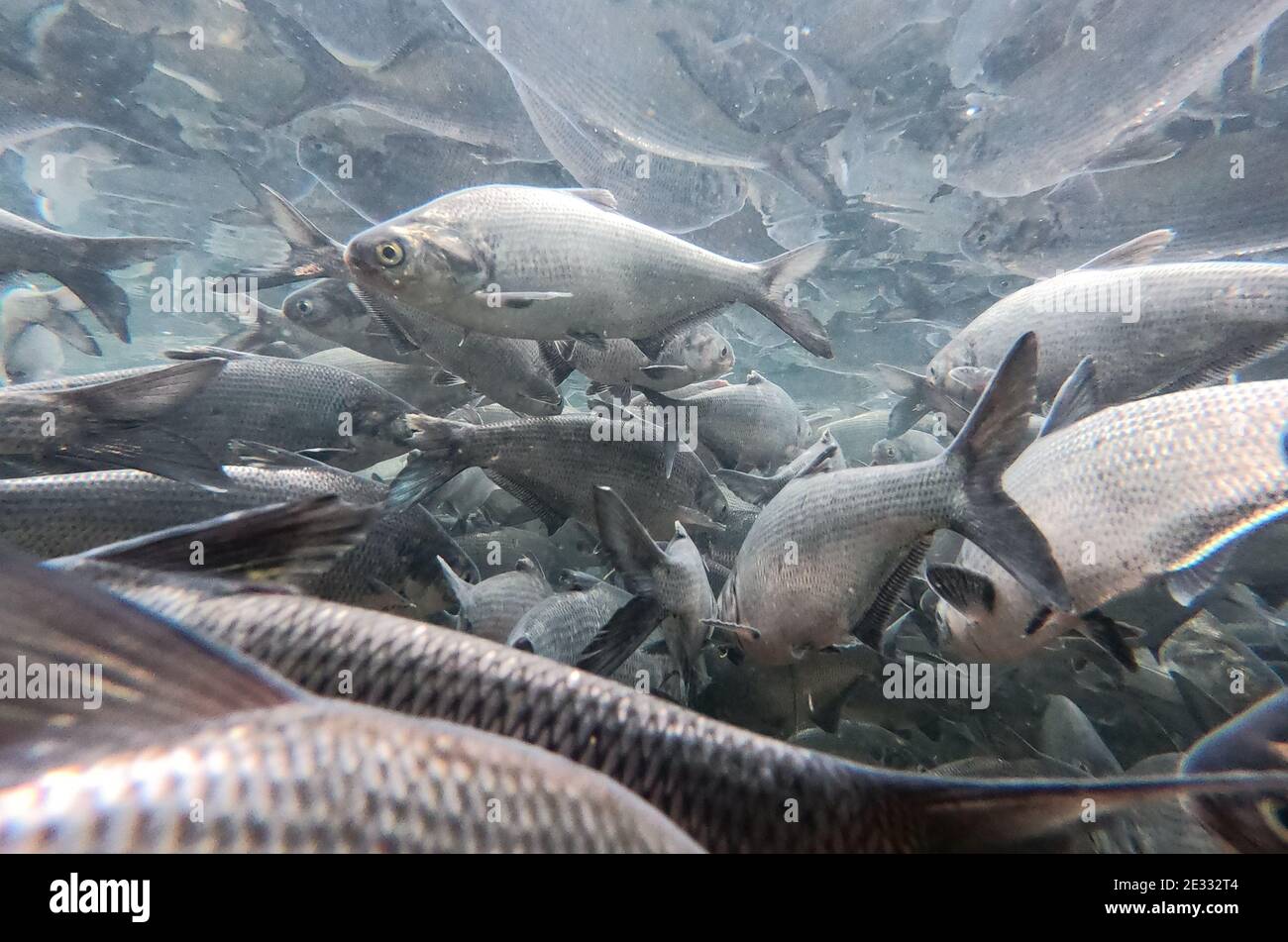 Shad fish underwater hi-res stock photography and images - Alamy