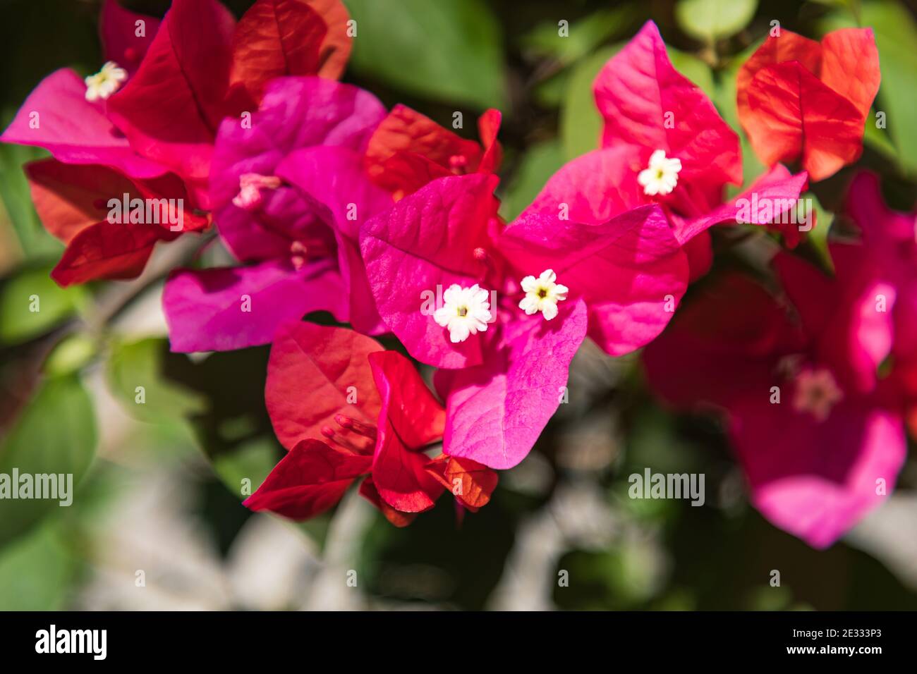 Middle East, Arabian Peninsula, Oman, Al Batinah South, Rustaq ...