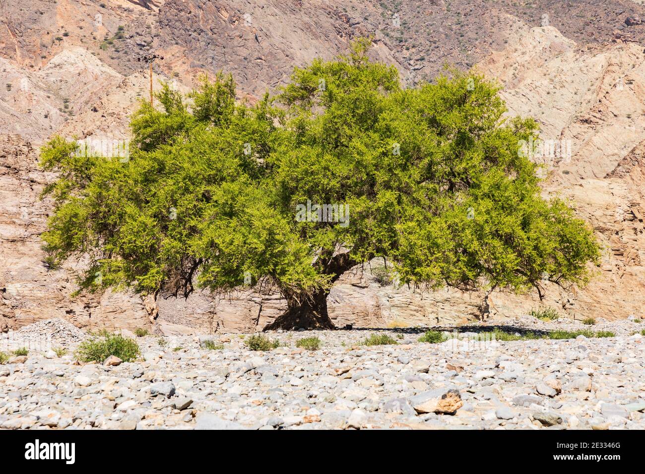 South arabia trees hi-res stock photography and images - Alamy