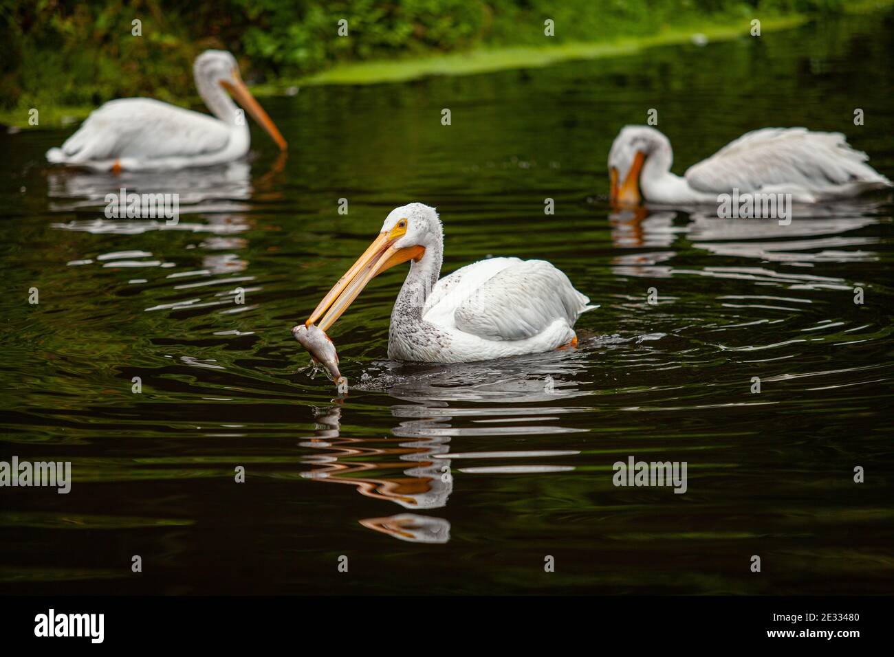Pelican fish in pouch hi-res stock photography and images - Alamy