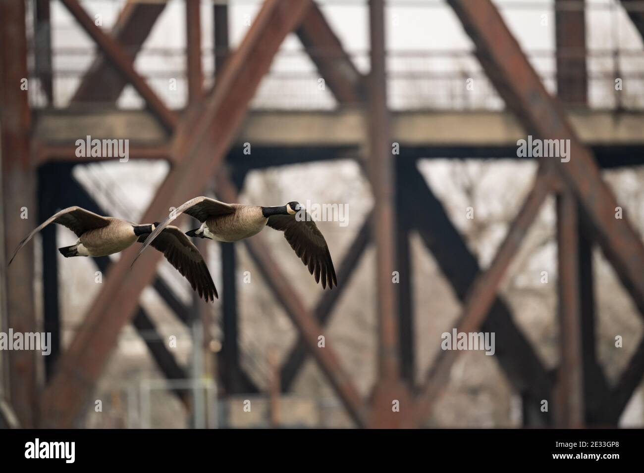 Flying geese bridge hi-res stock photography and images - Alamy