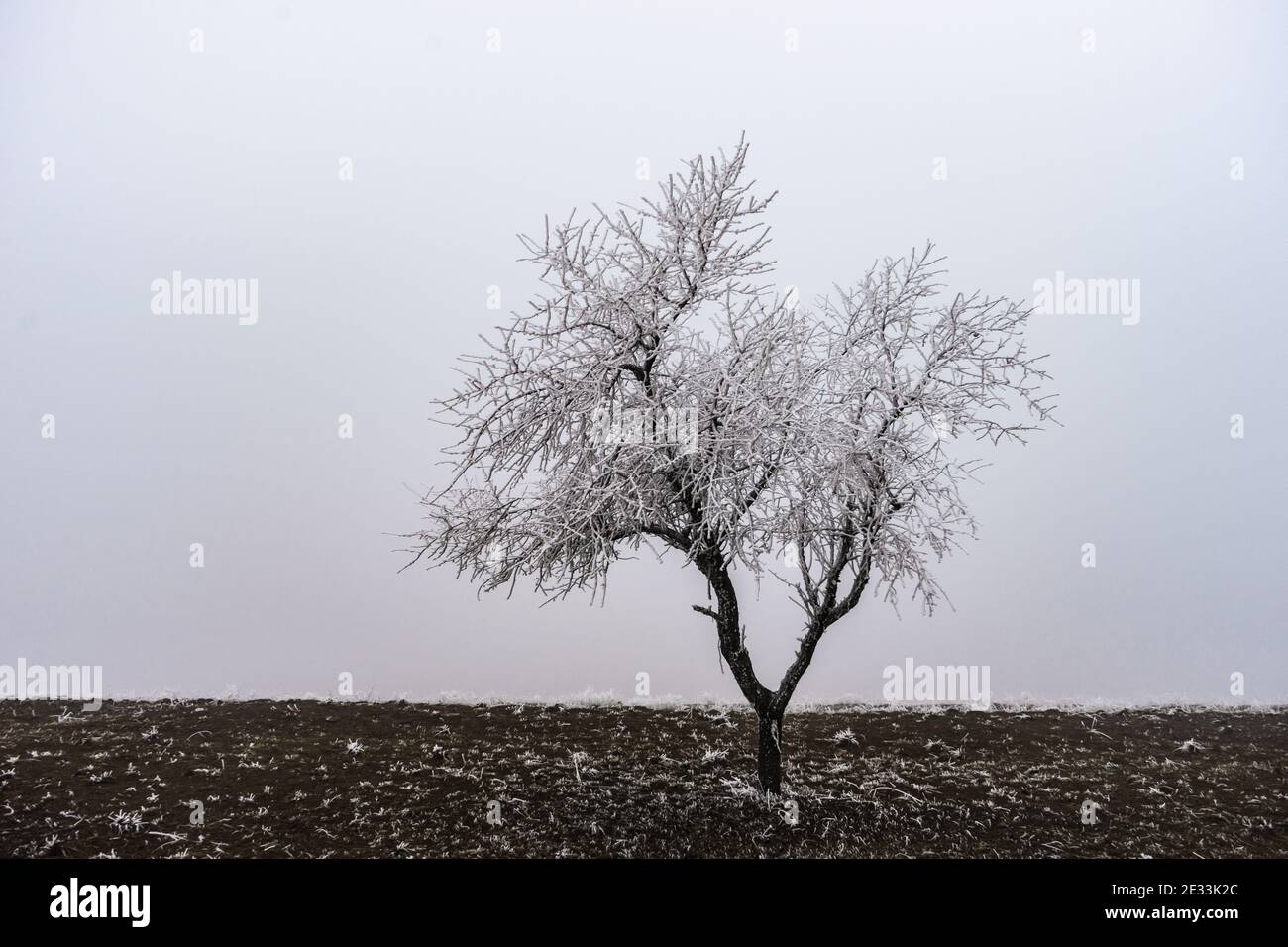 Winter landscape with tree covered with frozen water somewhere in ...