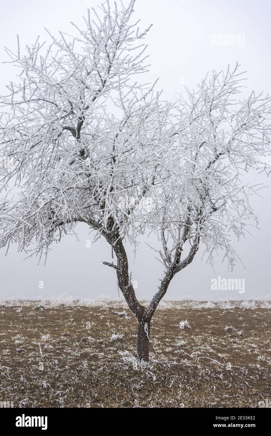 Winter landscape with tree covered with frozen water somewhere in ...