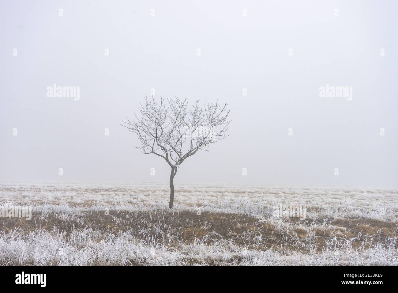 Winter landscape with tree covered with frozen water somewhere in ...