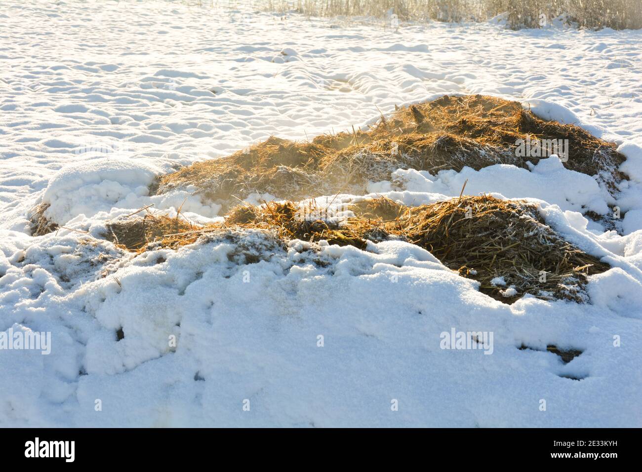 Fresh dung heap with snow in the nature Stock Photo - Alamy