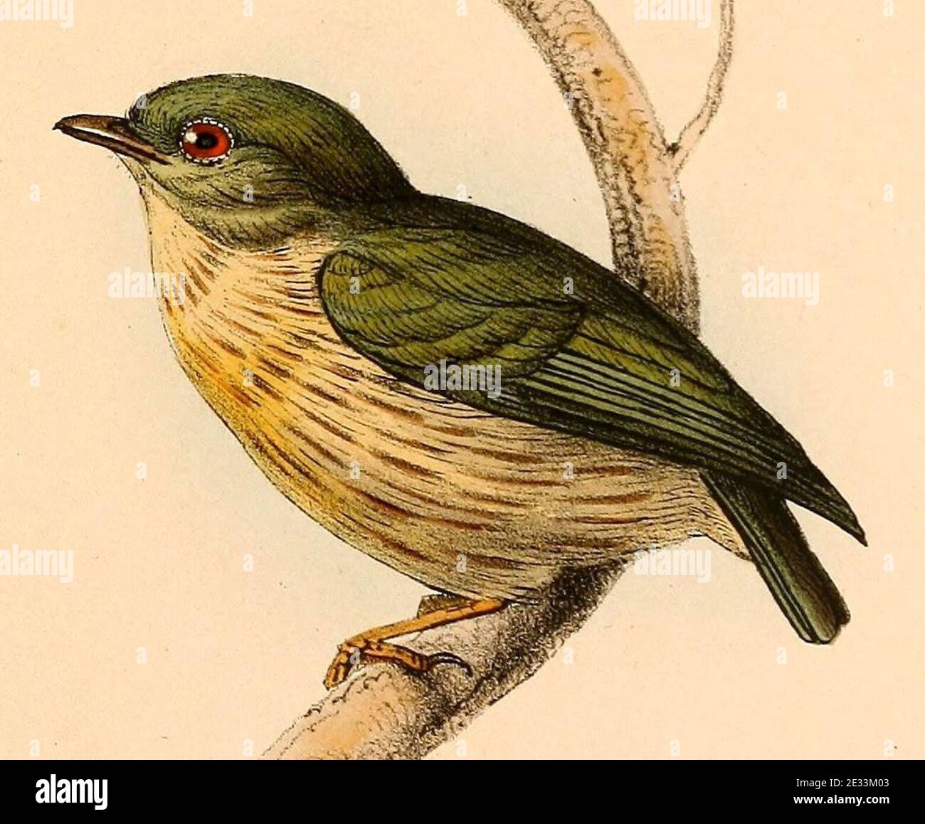 Machaeropterus regulus 1841 - female Stock Photo - Alamy