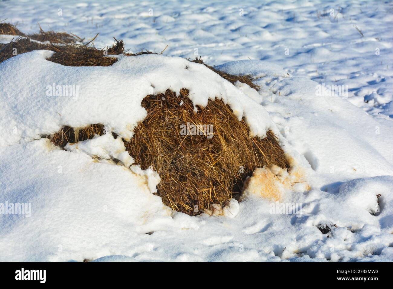 Steaming manure dung heap hi-res stock photography and images - Alamy