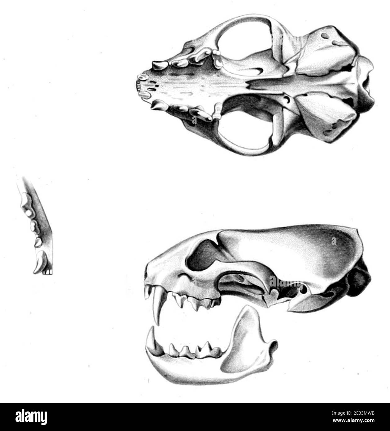 Lyncodon patagonicus skull 1847 Stock Photo - Alamy