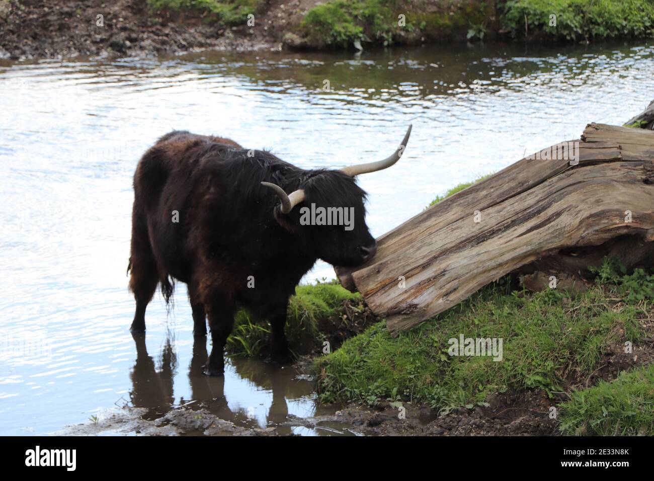 Highland cow grazing by a stream in Hertfordshire Stock Photo - Alamy