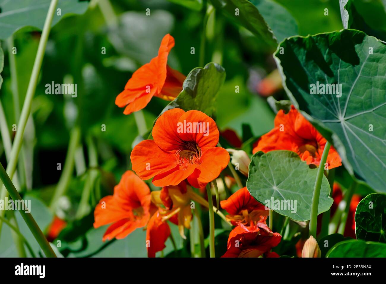 Flower of Nasturtium, Tropaeolum majus, Bavaria, Germany, Europe Stock ...