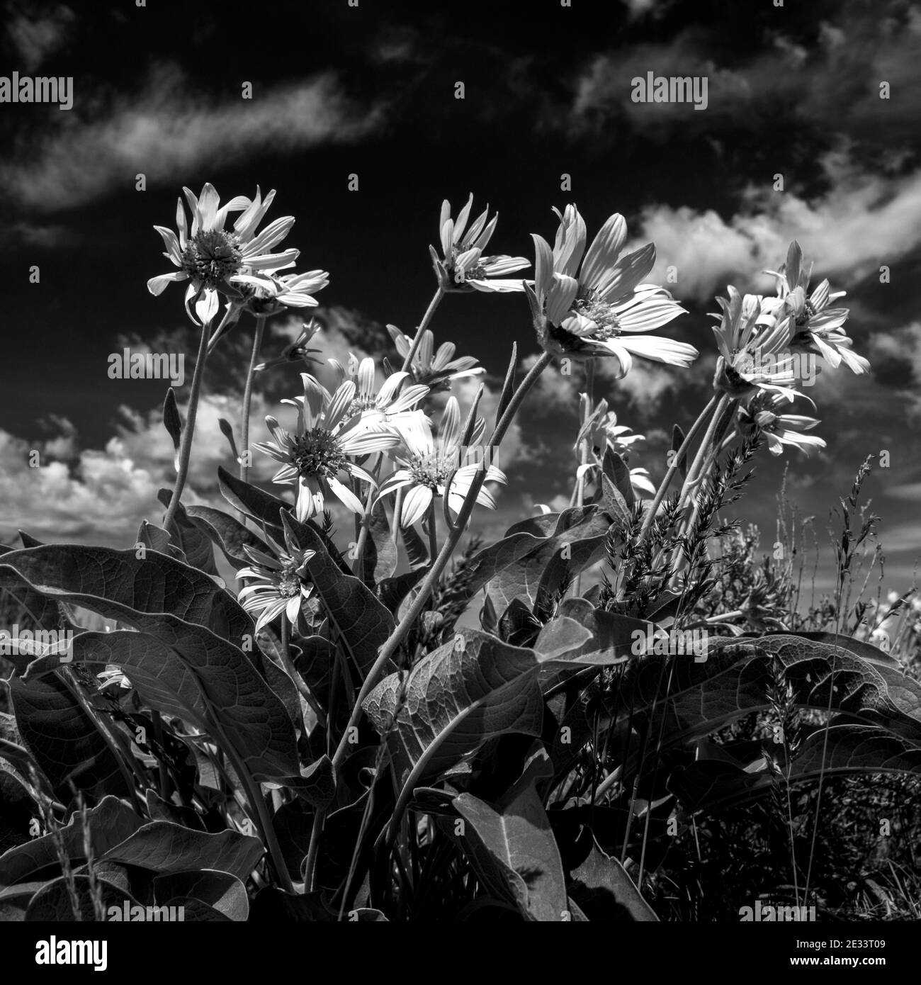 Owyhee County High Resolution Stock Photography and Images - Alamy