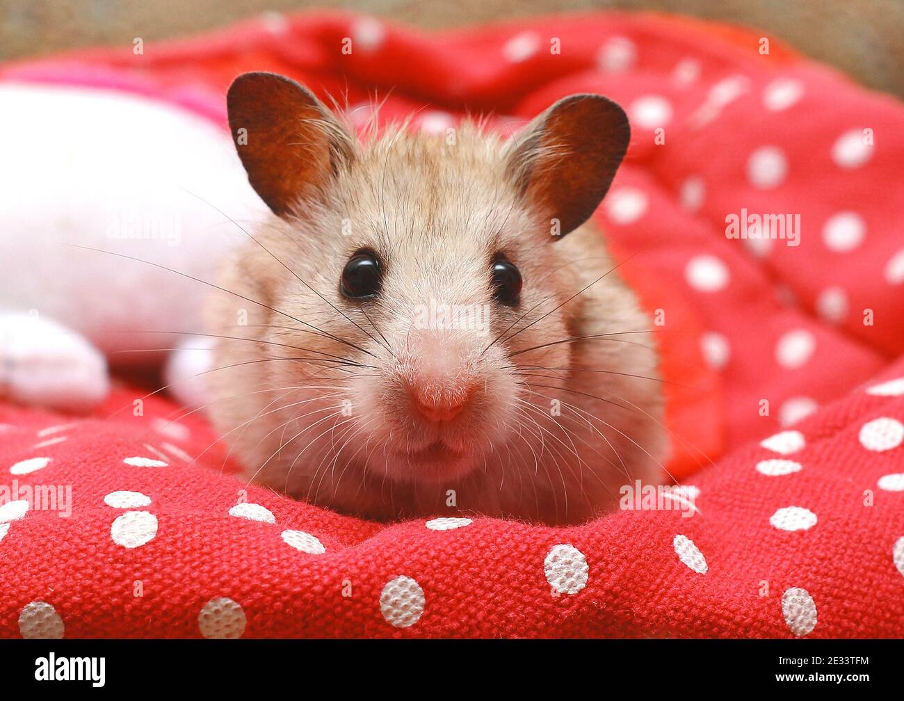 Dot texture hi-res stock photography and images - Alamy