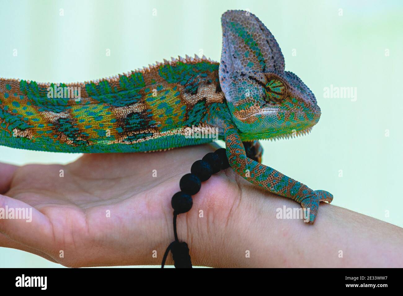 Exotic reptiles hi-res stock photography and images - Alamy