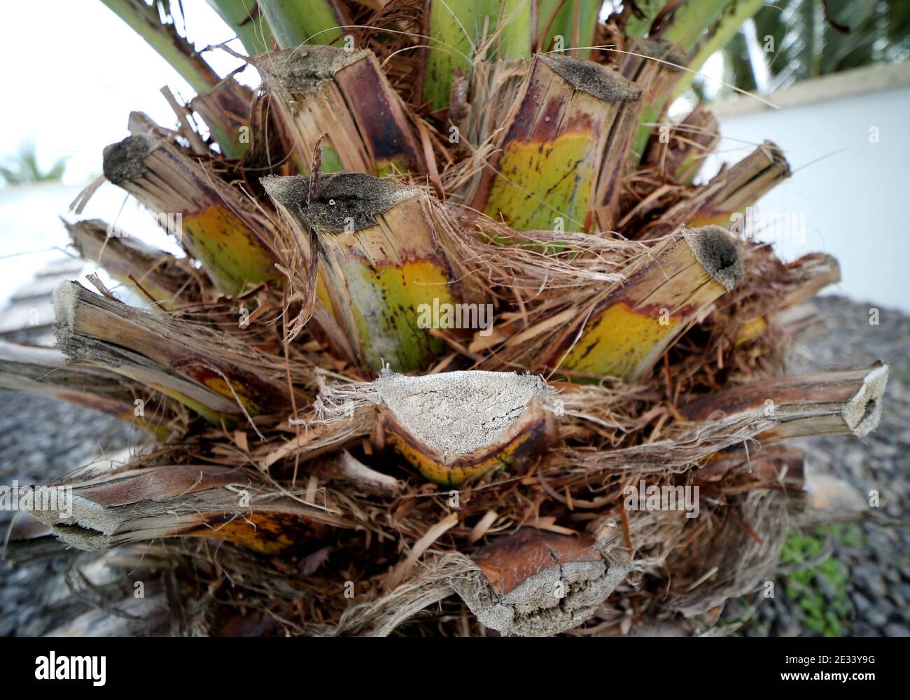 Fragment of the trunk of a palm tree Stock Photo - Alamy