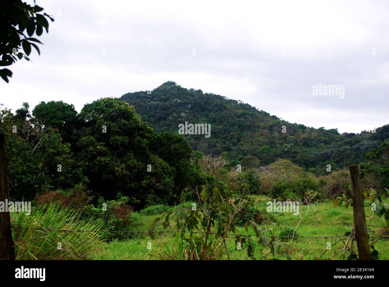 Puerto Rico with lush green foliage thriving Stock Photo - Alamy