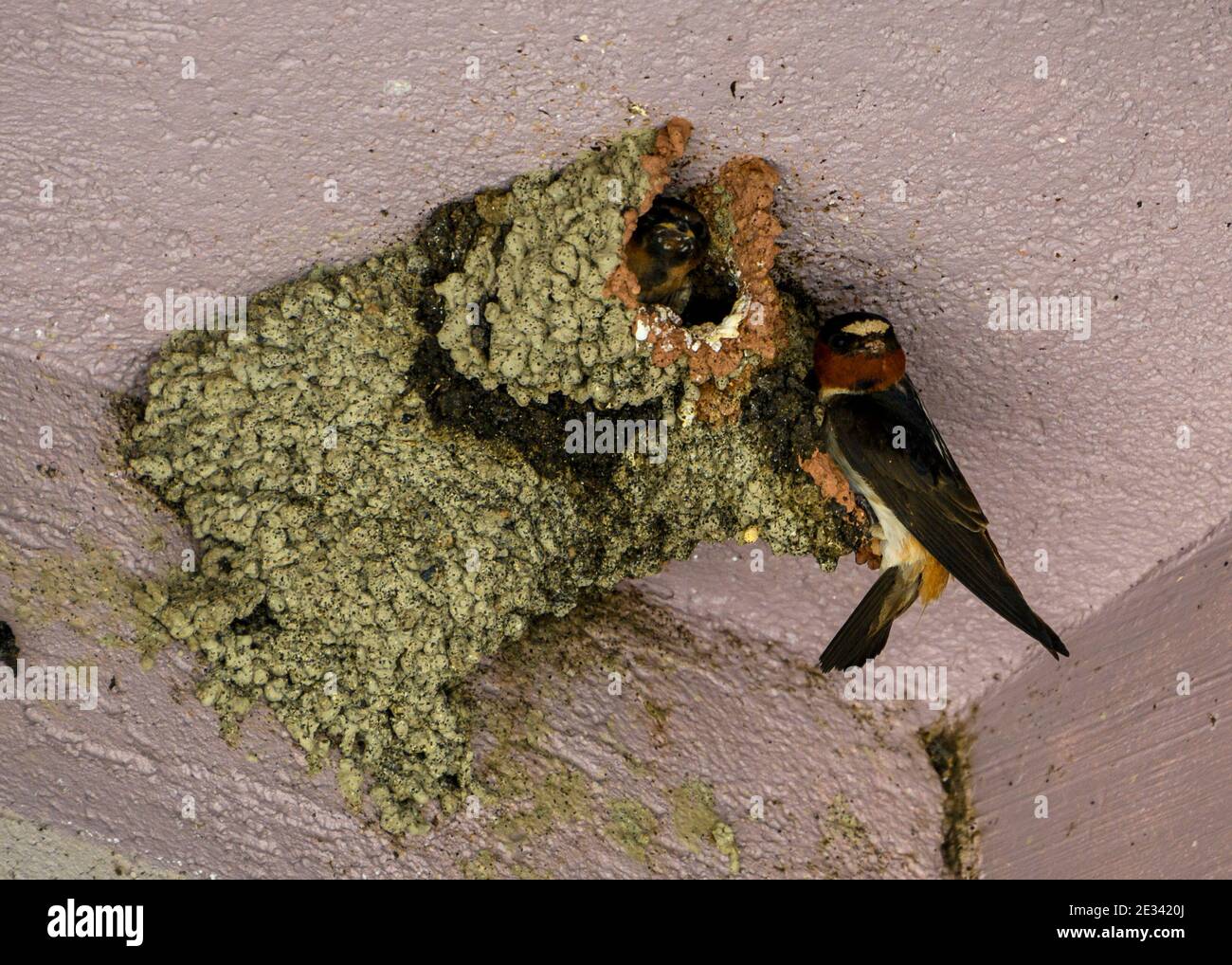 Barn swallow feeding nestling hi-res stock photography and images - Alamy