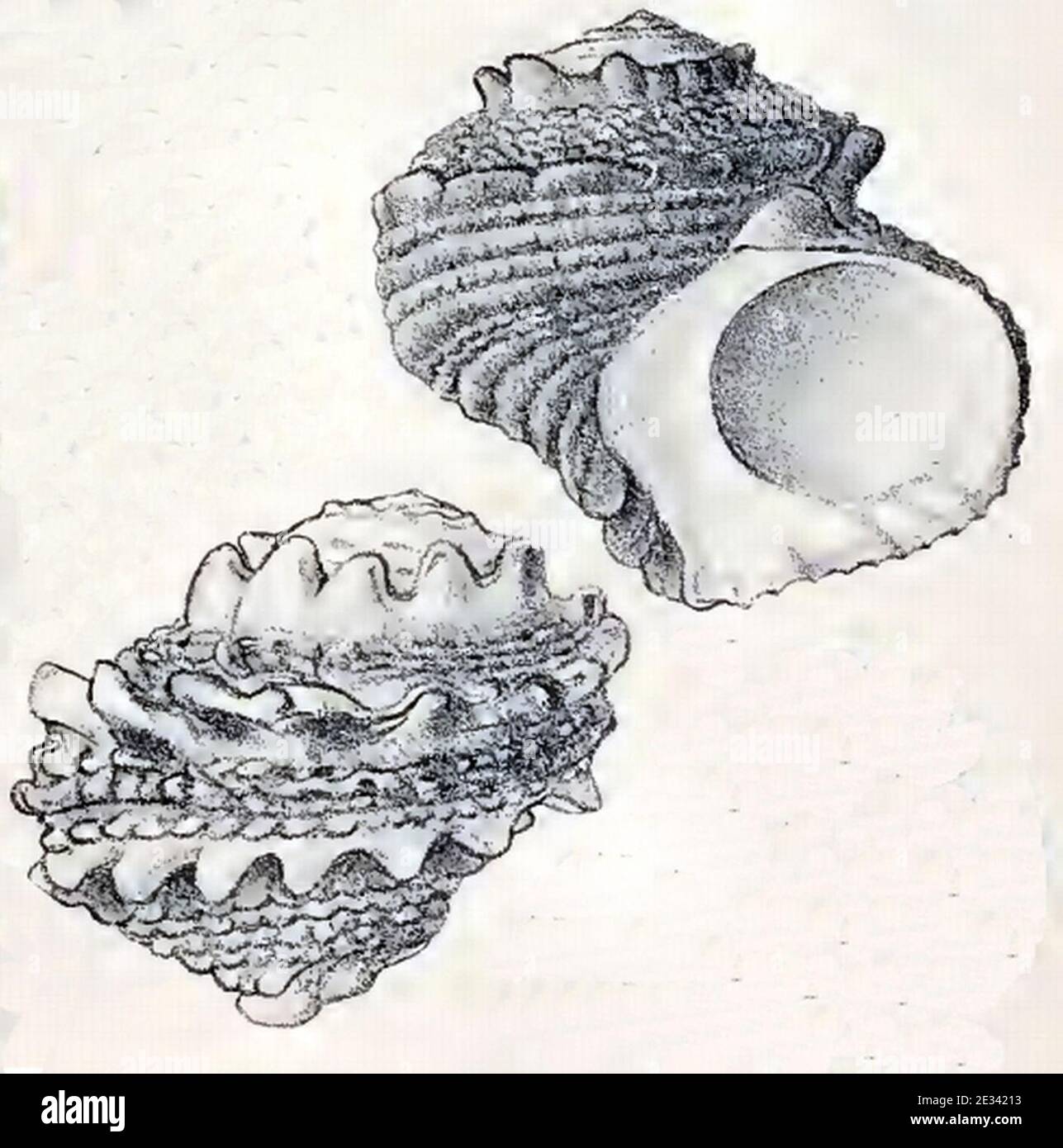 Lunella hi-res stock photography and images - Alamy